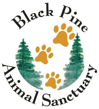 Black Pine Animal Sanctuary denounces “Tiger King” pleas for formally ...
