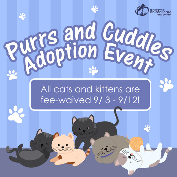 Fee-waived felines during the Purrs and Cuddles Adoption Event ...